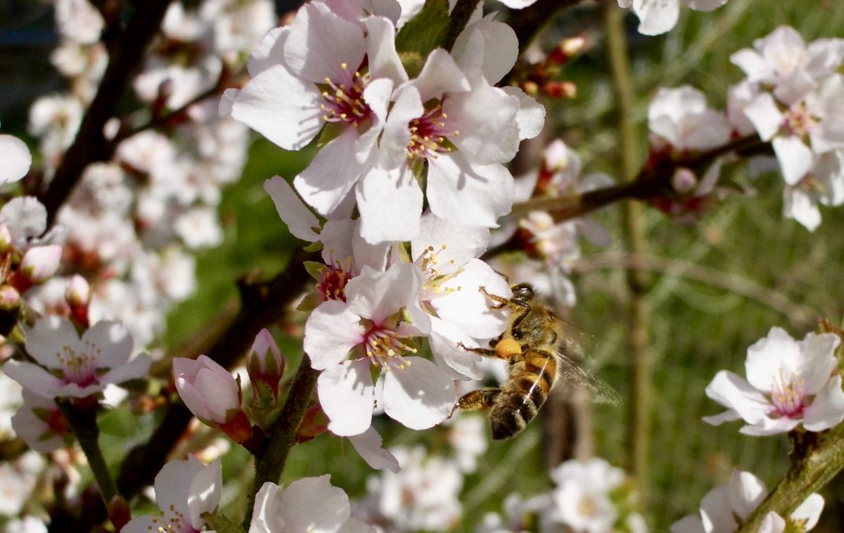 Apiary Record 28 April – Petersfield and District Beekeepers Association